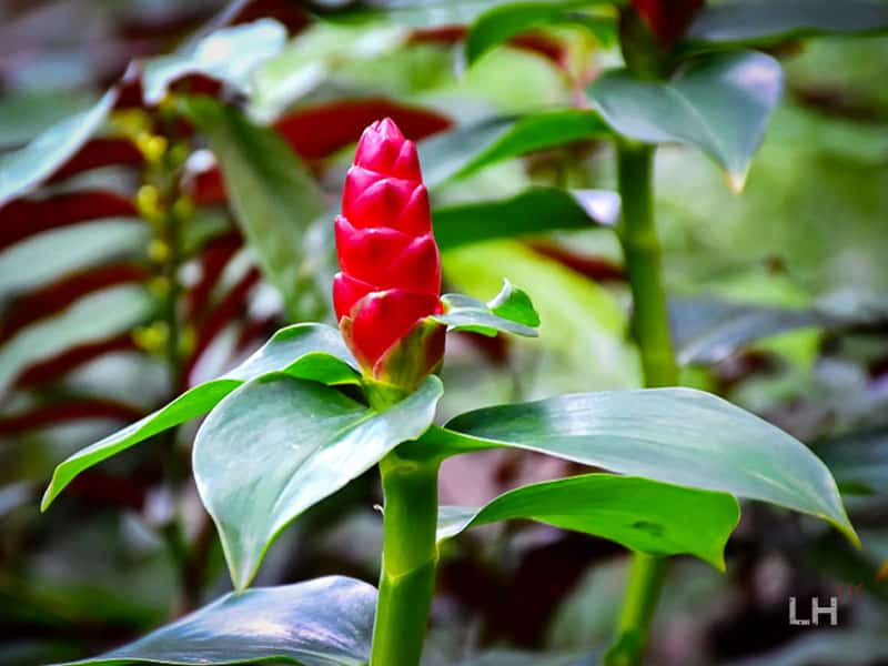 Les 8 Avantages Que Détient Le Costus Indien | LeHangar212